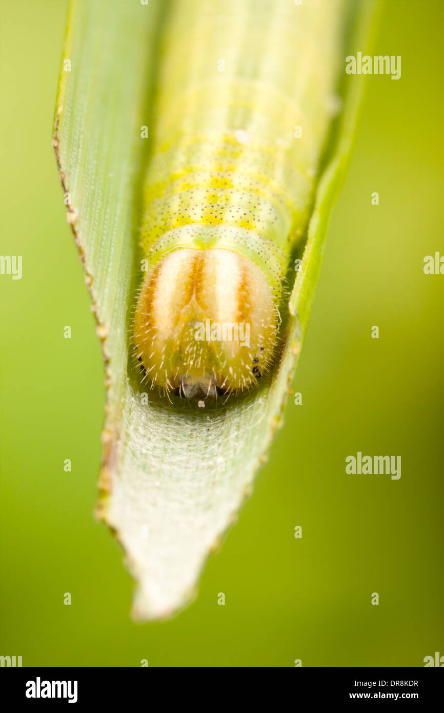 Green larva High Resolution Stock Photography and Images - Alamy