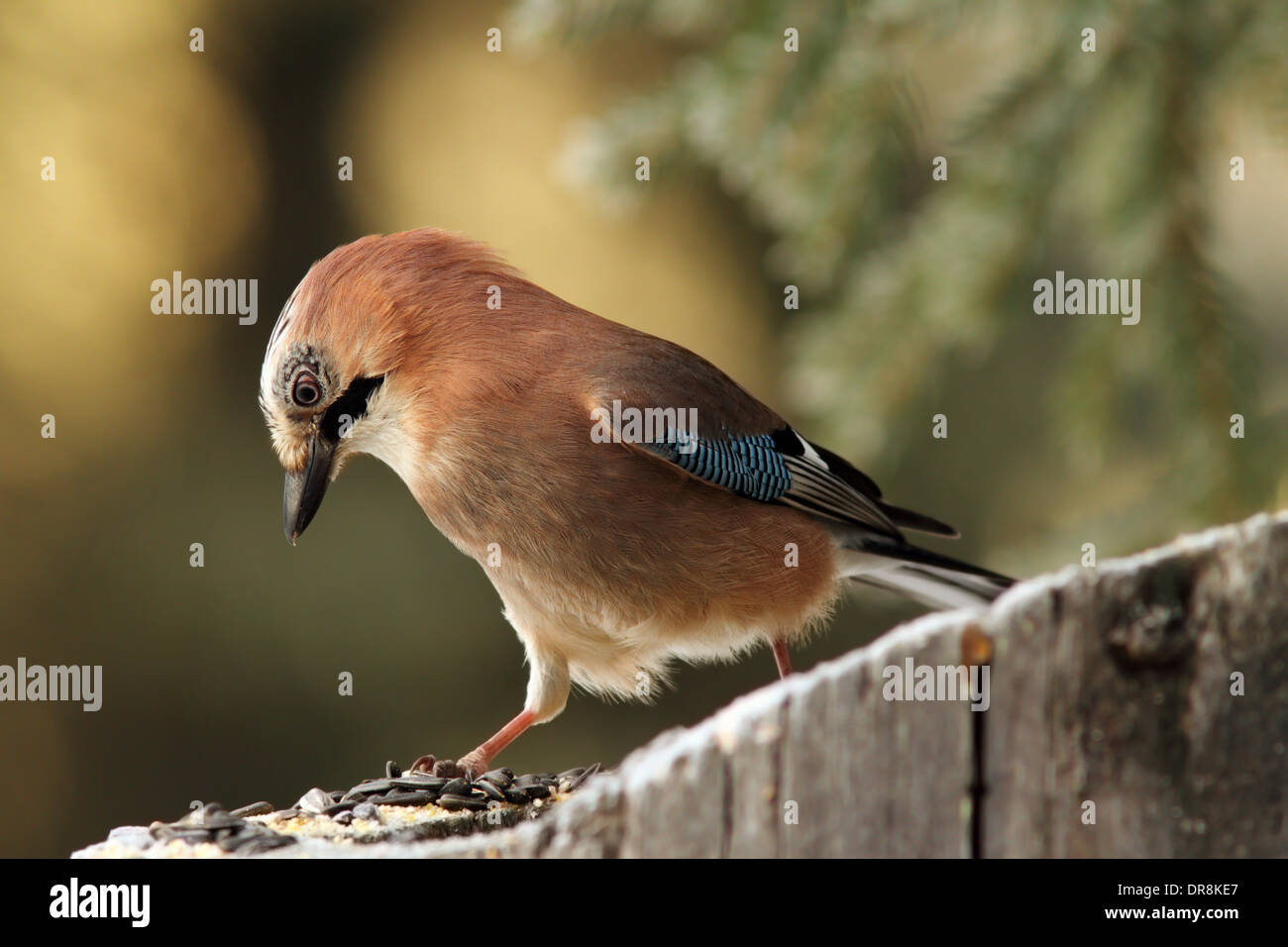 hungry european jay ( garrulus glandarius ) looking at seeds Stock ...