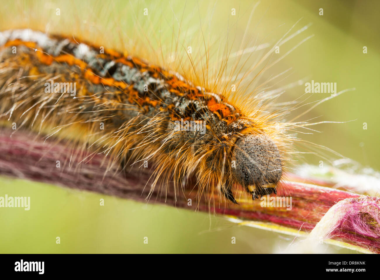 Hairy orange larva crawls on plant Stock Photo - Alamy