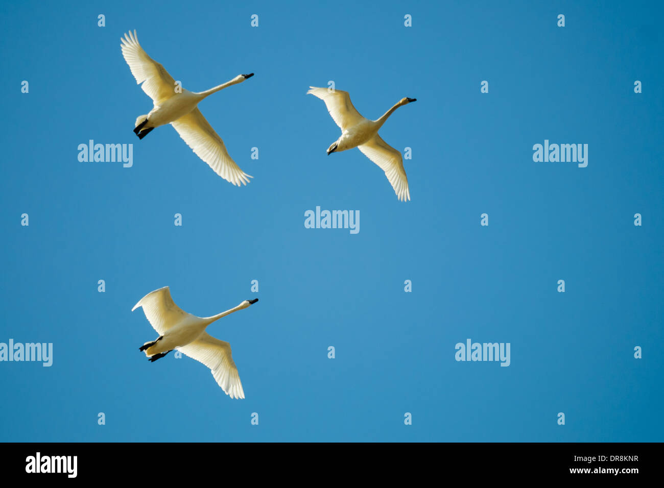 Flying trumpeter hi-res stock photography and images - Alamy