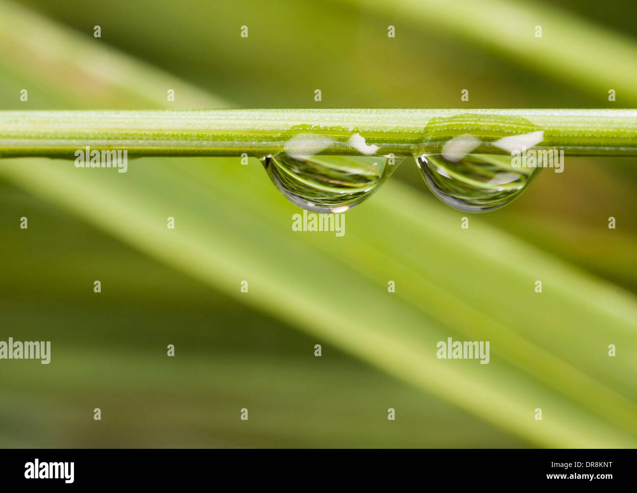On a water plant hi-res stock photography and images - Alamy