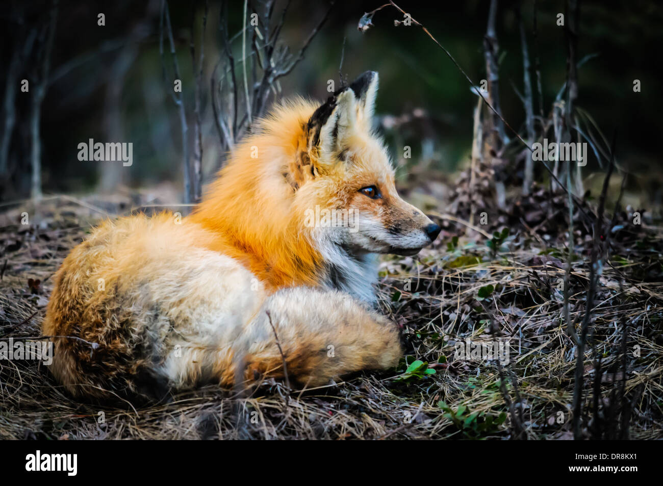 Wild Red Fox, Jasper National Park Alberta Canada Stock Photo - Alamy