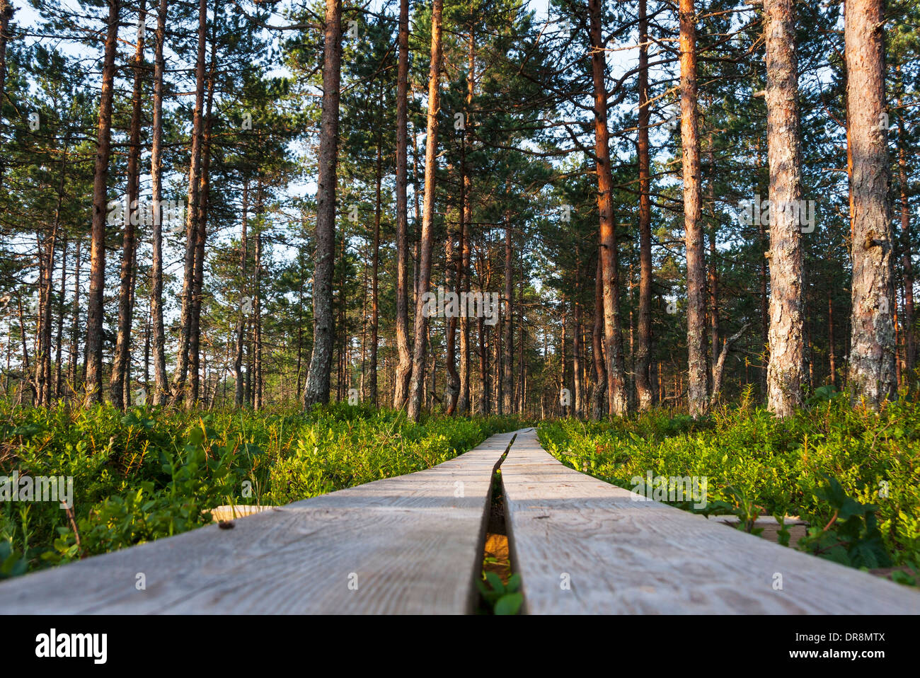 Timber boardwalk hi-res stock photography and images - Alamy