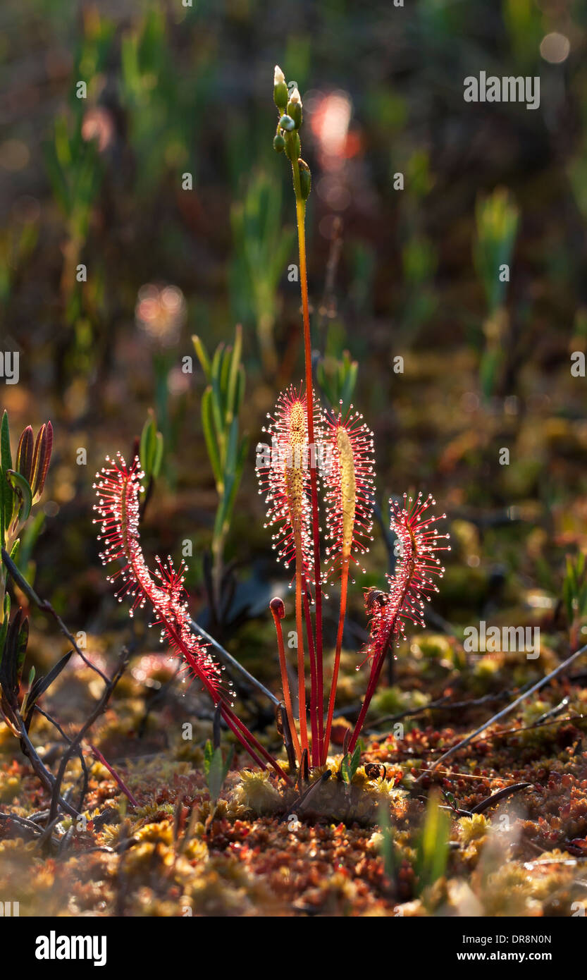 English sundew drosera anglica hi-res stock photography and images - Alamy