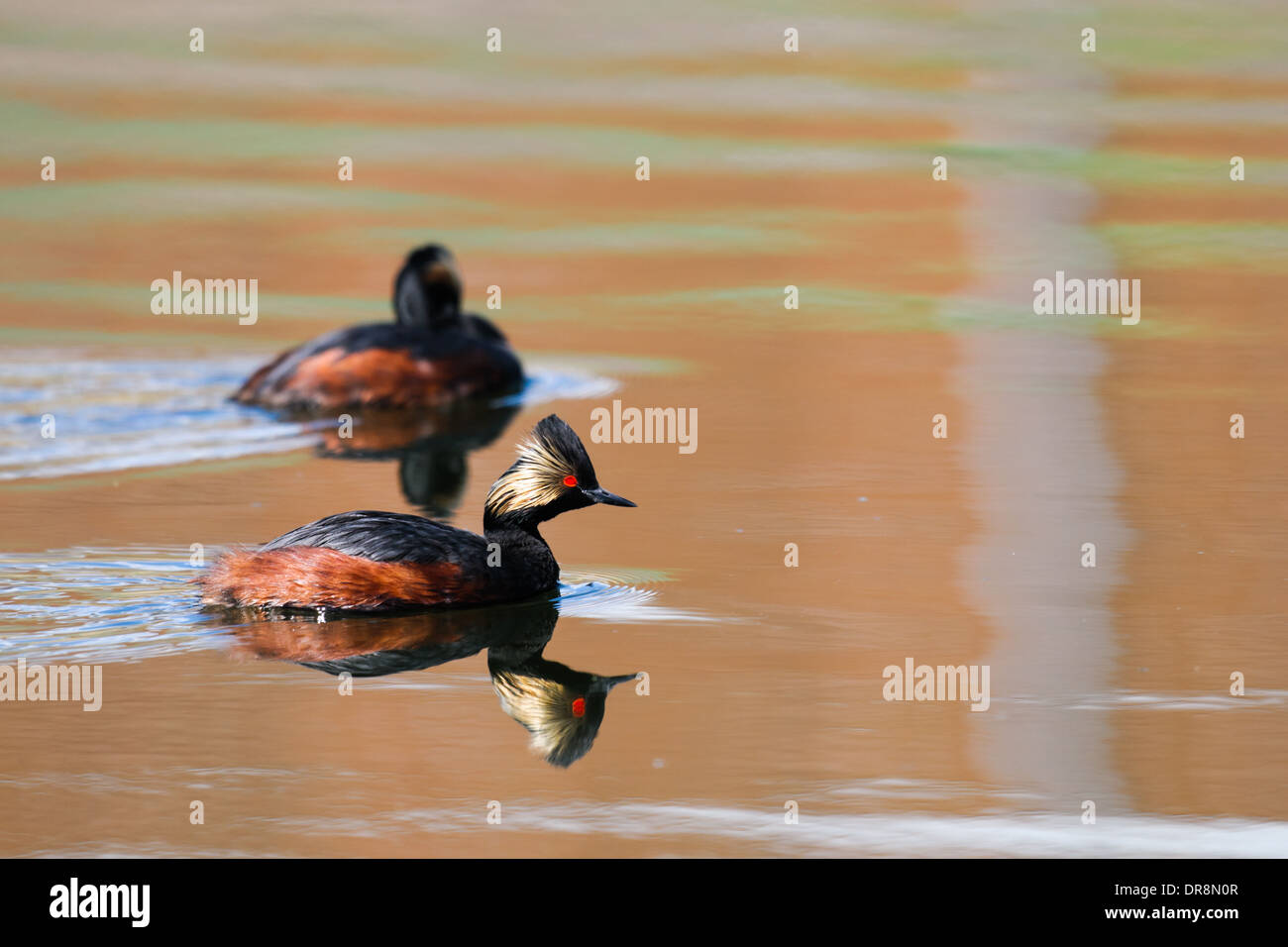 Grebe in flight hi-res stock photography and images - Alamy