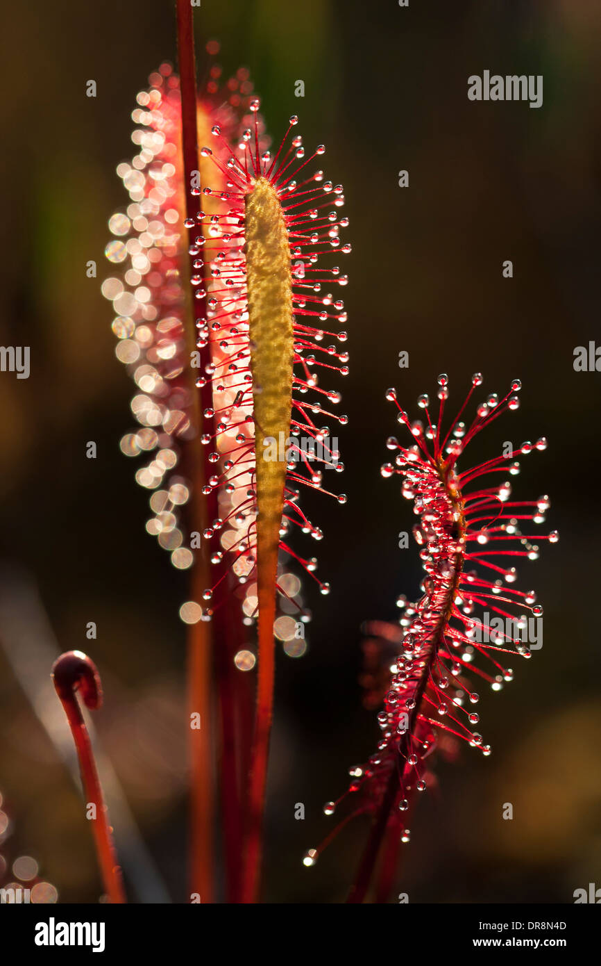 Angelica Plant High Resolution Stock Photography and Images - Alamy