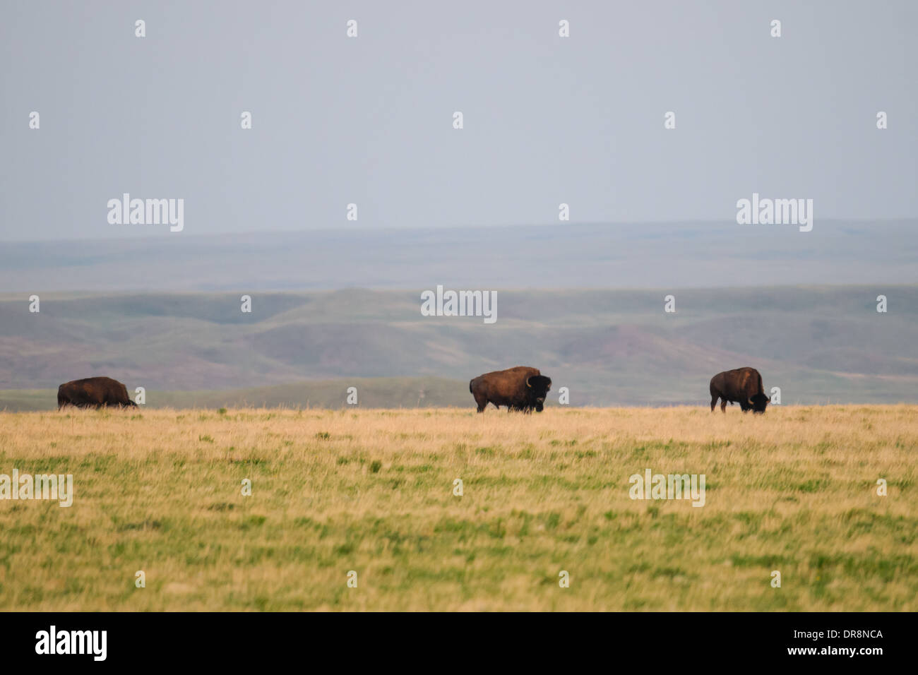 Bison herd saskatchewan hi-res stock photography and images - Alamy