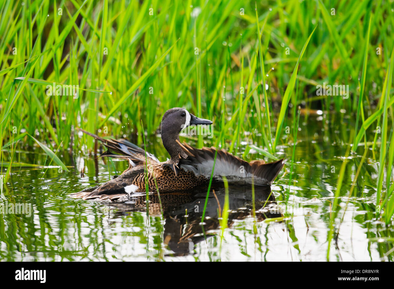 Blue-winged Teal in a prairie pond, Alberta Canada Stock Photo - Alamy