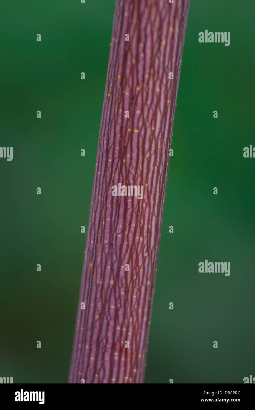 Acer cappadocicum Aureum, Red Twig,Maple,tree,close-up Stock Photo - Alamy