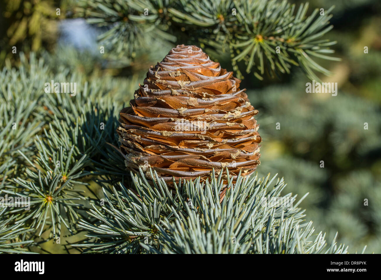 Himalayan Cedar Stock Photos & Himalayan Cedar Stock Images - Alamy