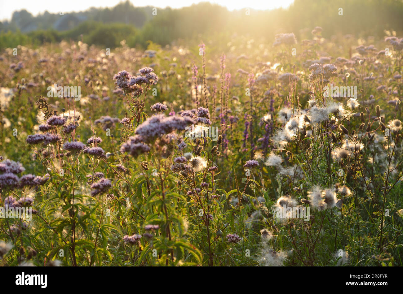 Summer meadow close up hi-res stock photography and images - Alamy