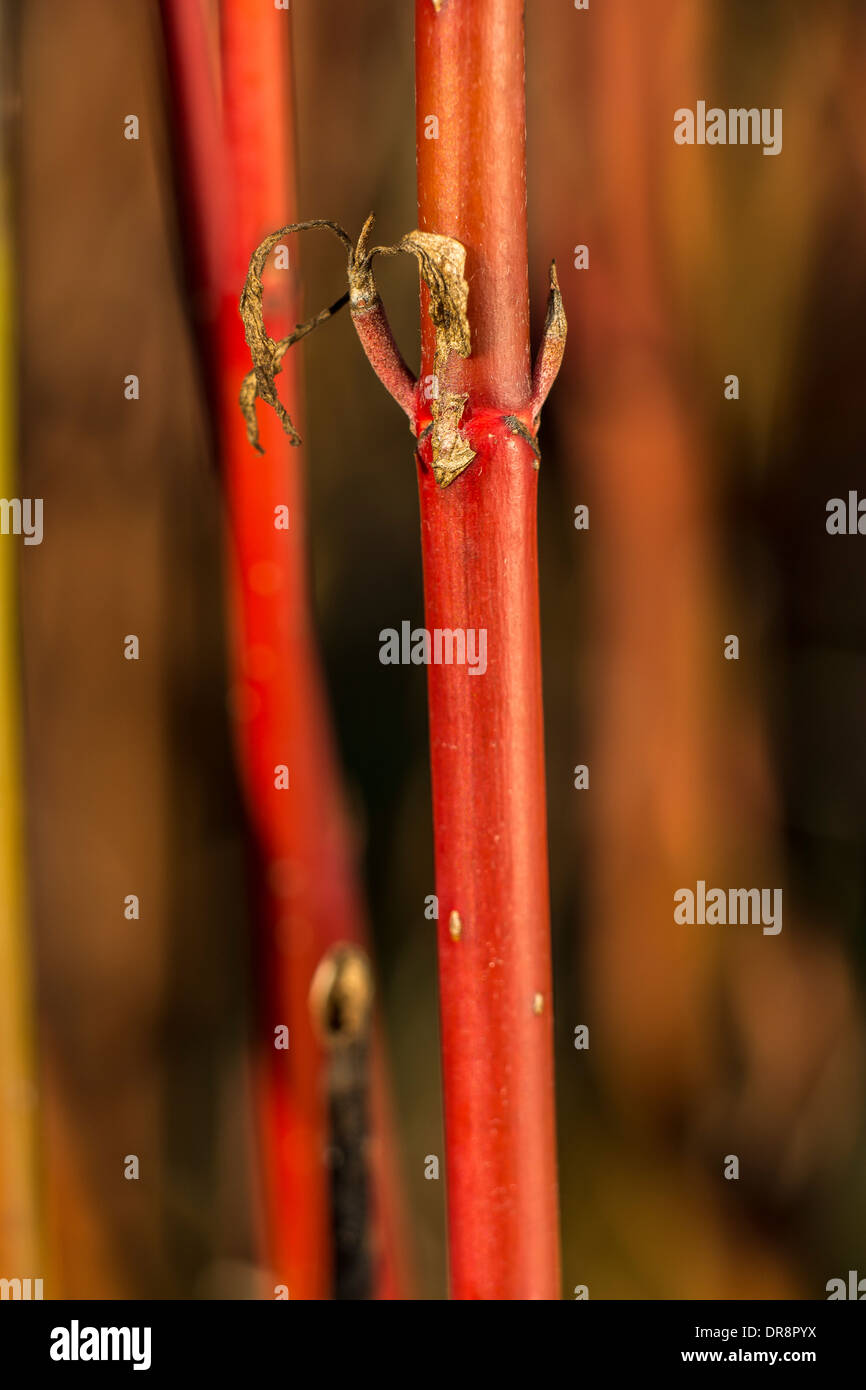 Red Osier Dogwood, Red Twig,ornamental shrub,close-up Stock Photo - Alamy