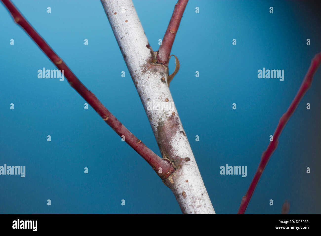 Violet willow hi-res stock photography and images - Alamy