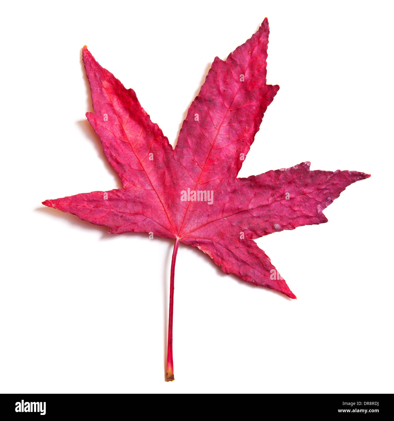 Single red autumnal leaf. All on white background Stock Photo - Alamy