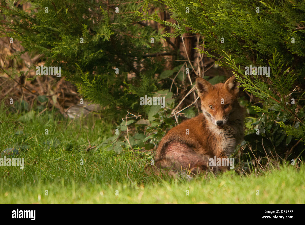 Mangy hi-res stock photography and images - Alamy