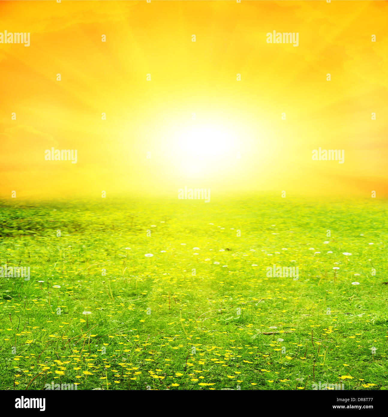 green field with blooming flowers Stock Photo - Alamy