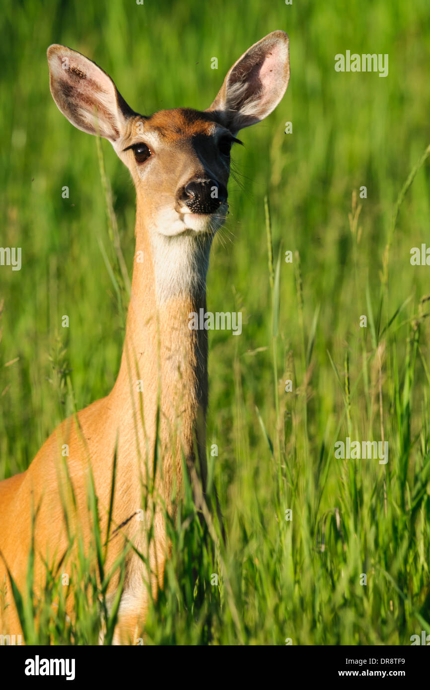 White-tailed deer in tall summer grass, Kananaskis Country Alberta ...
