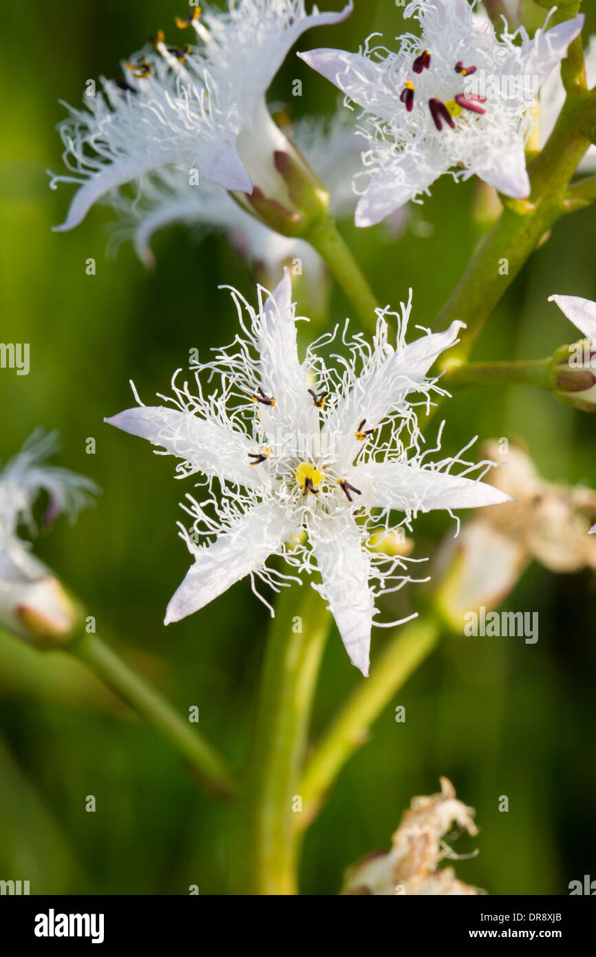 Menyanthes trifoliata buckbean Fieberklee bogbean Stock Photo - Alamy