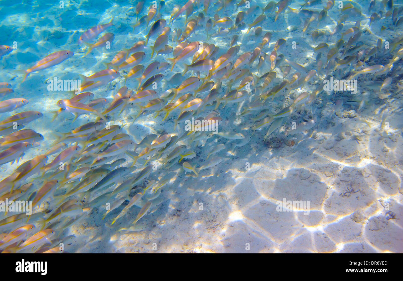 Tropical Fish in warm waters Stock Photo - Alamy