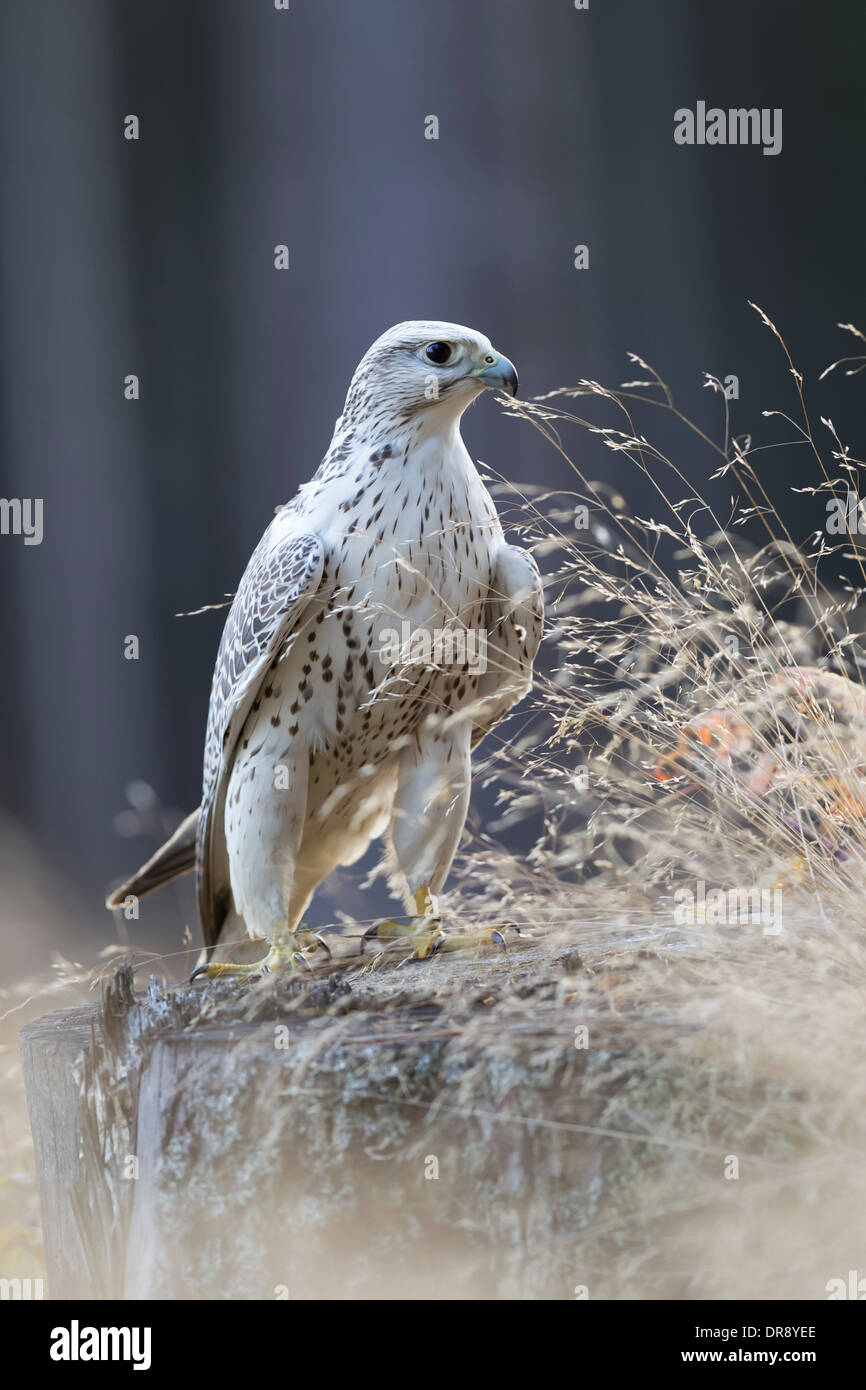 Gerfalke Falco rusticolus Gyrfalcon Falcon Stock Photo - Alamy