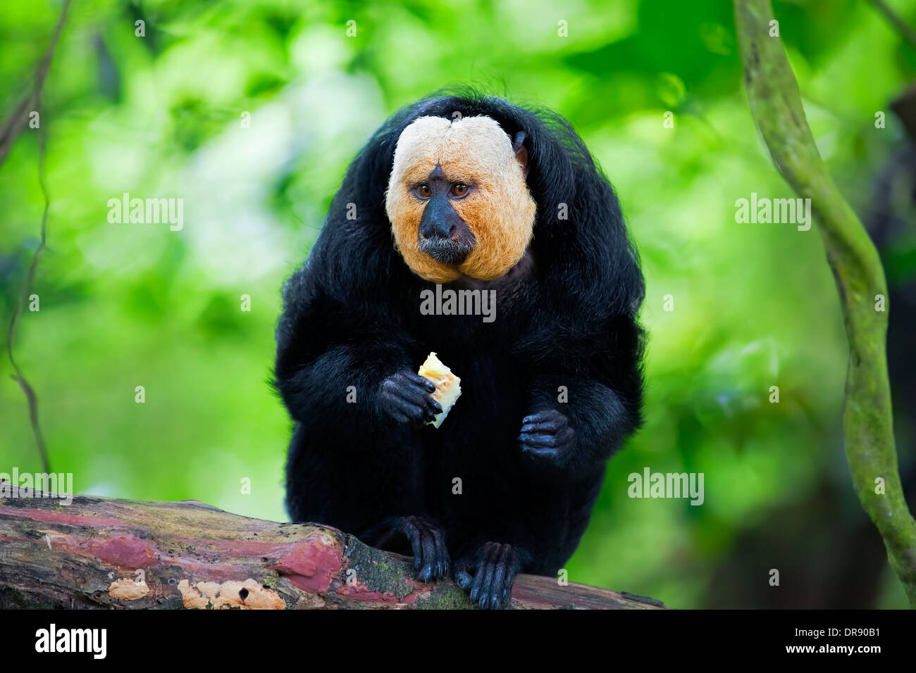 White-faced Saki Monkey Stock Photo - Alamy