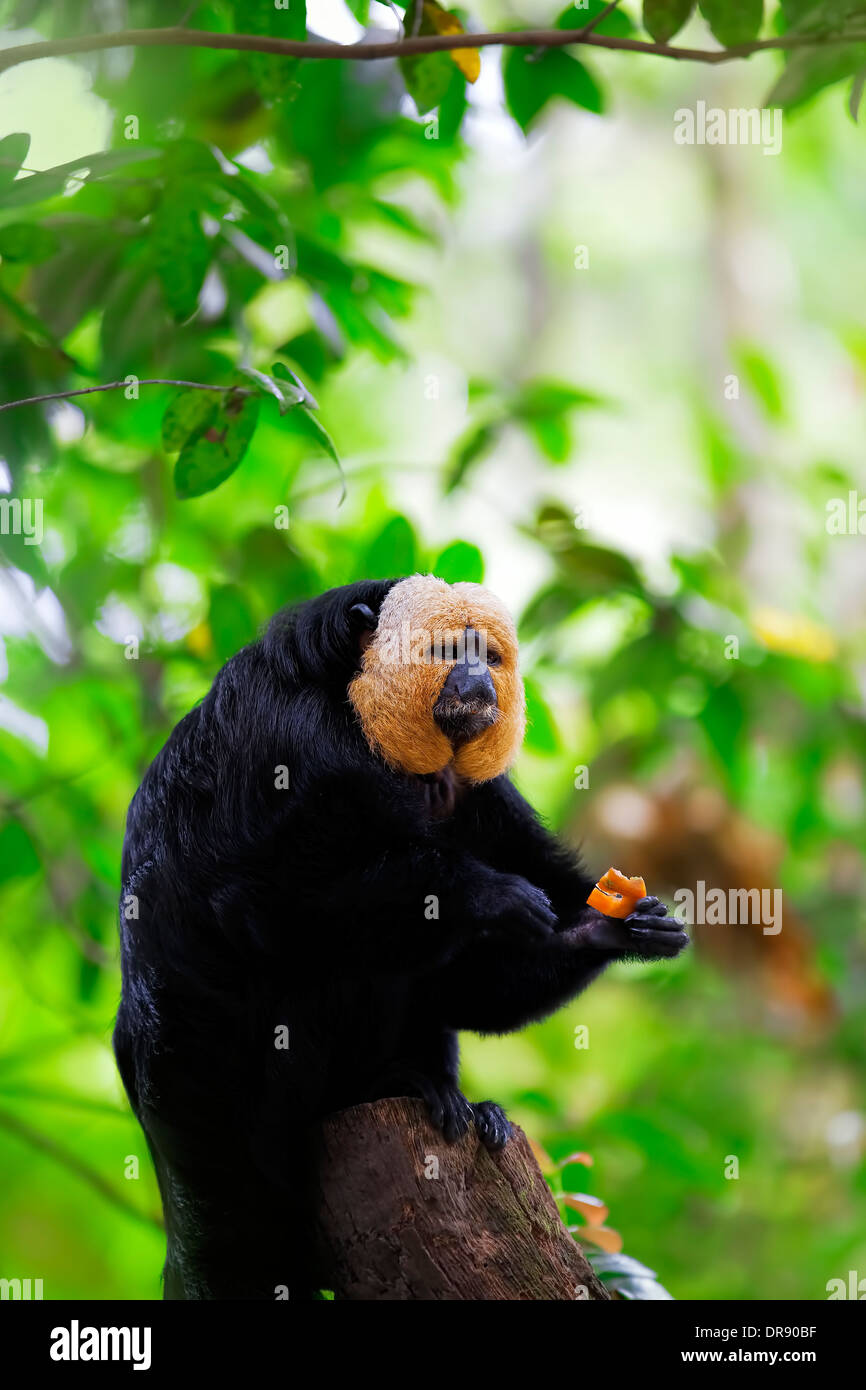 White-faced Saki Monkey Stock Photo - Alamy