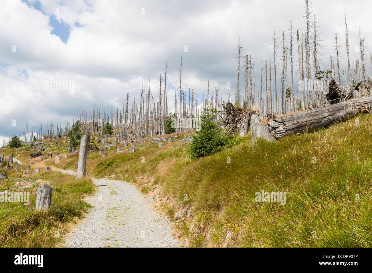 dead forest trees deadwood deforestation die death Stock Photo - Alamy