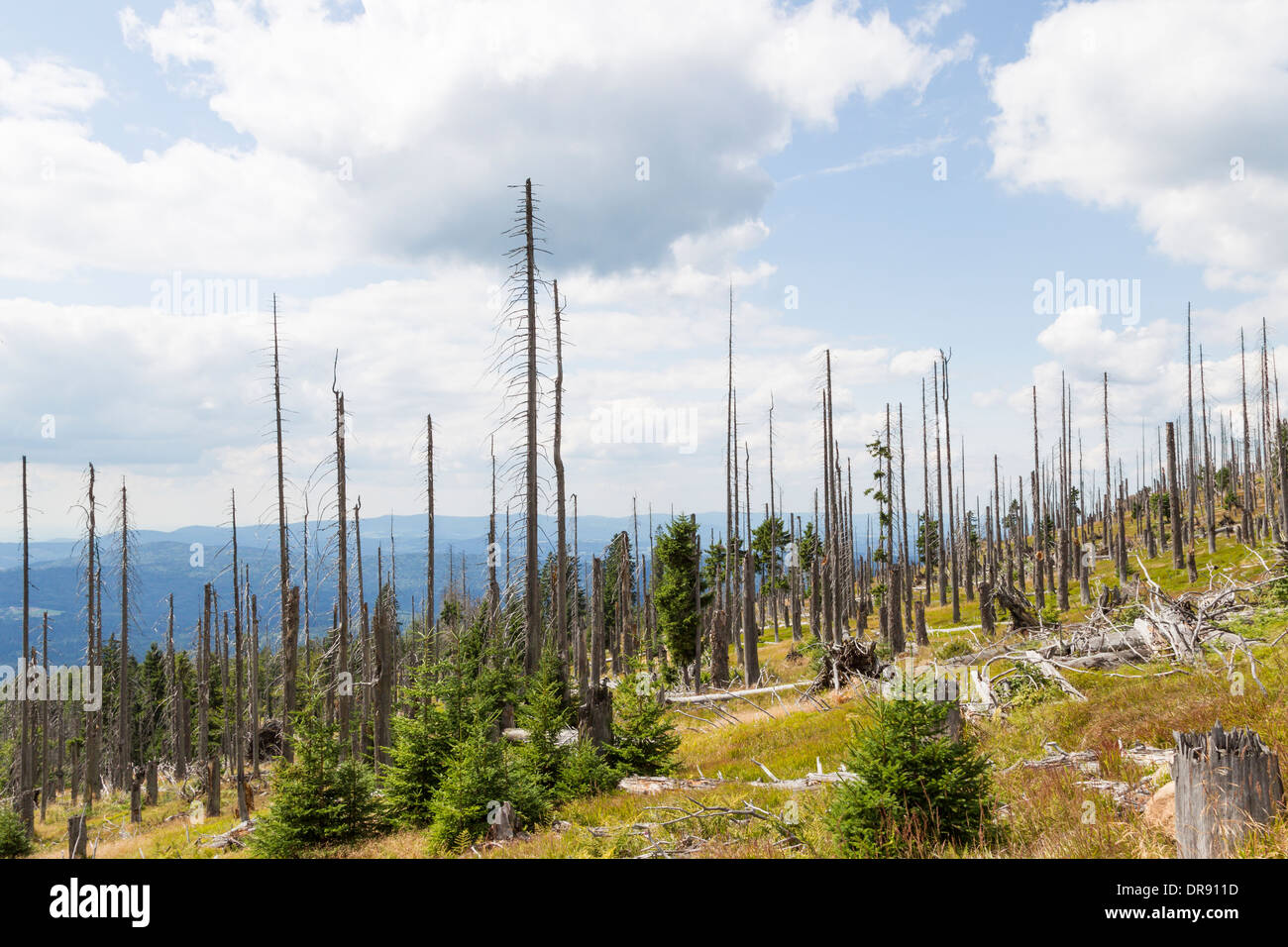 dead forest trees deadwood deforestation die death Stock Photo - Alamy
