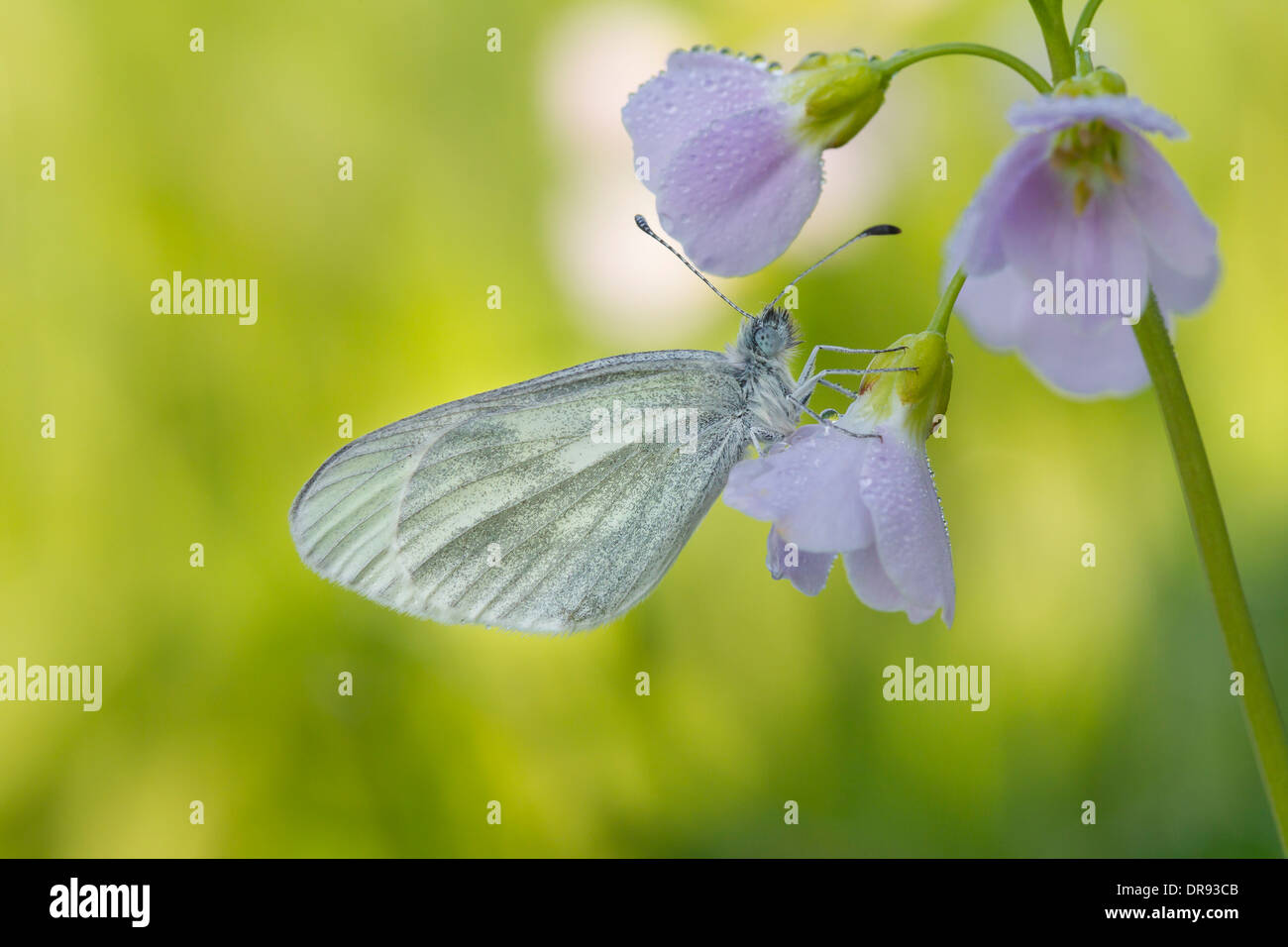 Leguminosen hi-res stock photography and images - Alamy