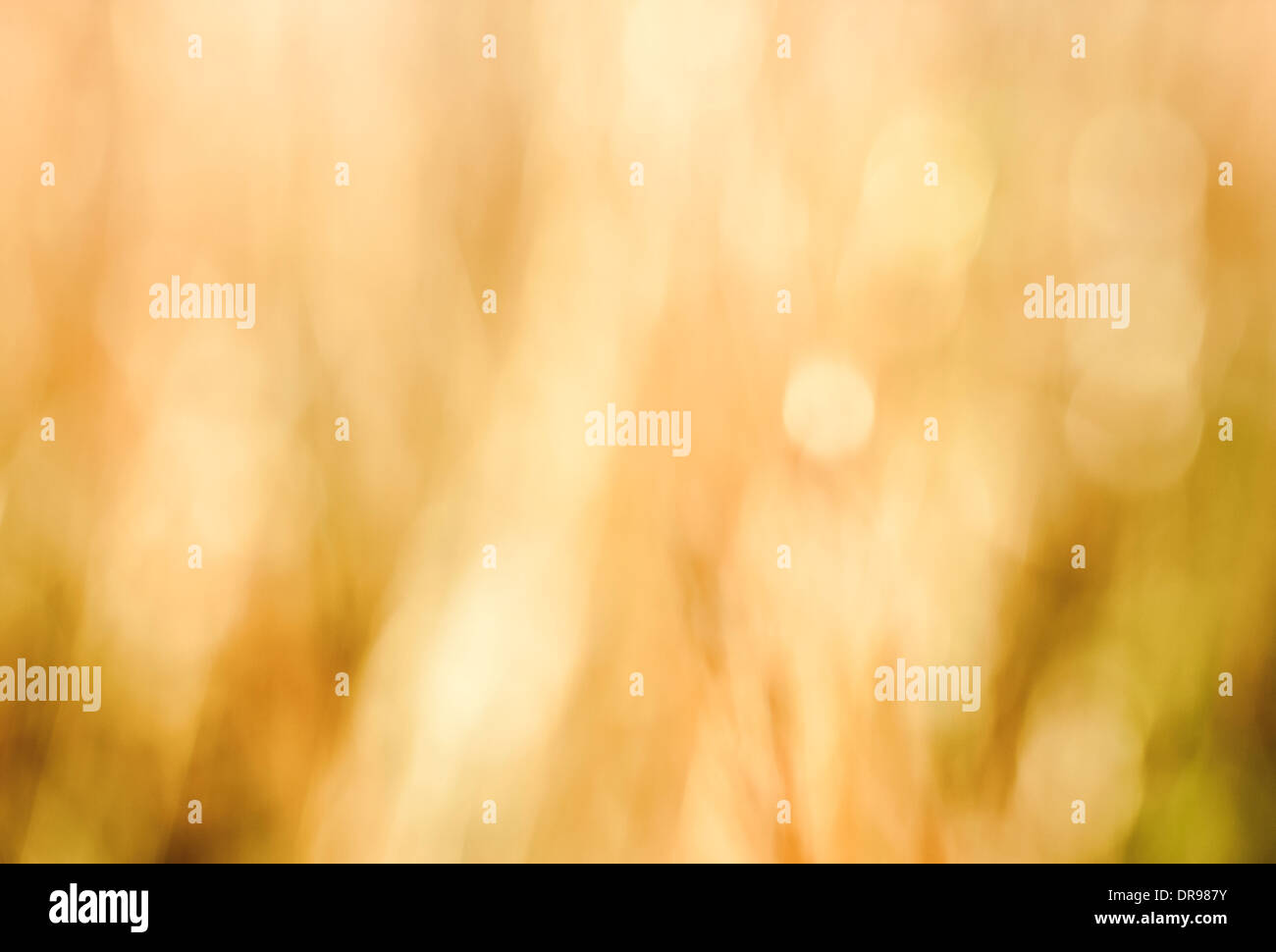 Soft yellow blurry background Stock Photo - Alamy