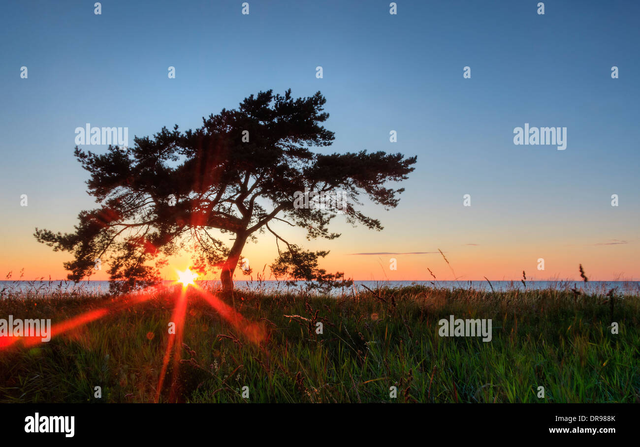 Pine tree at sunset hi-res stock photography and images - Alamy