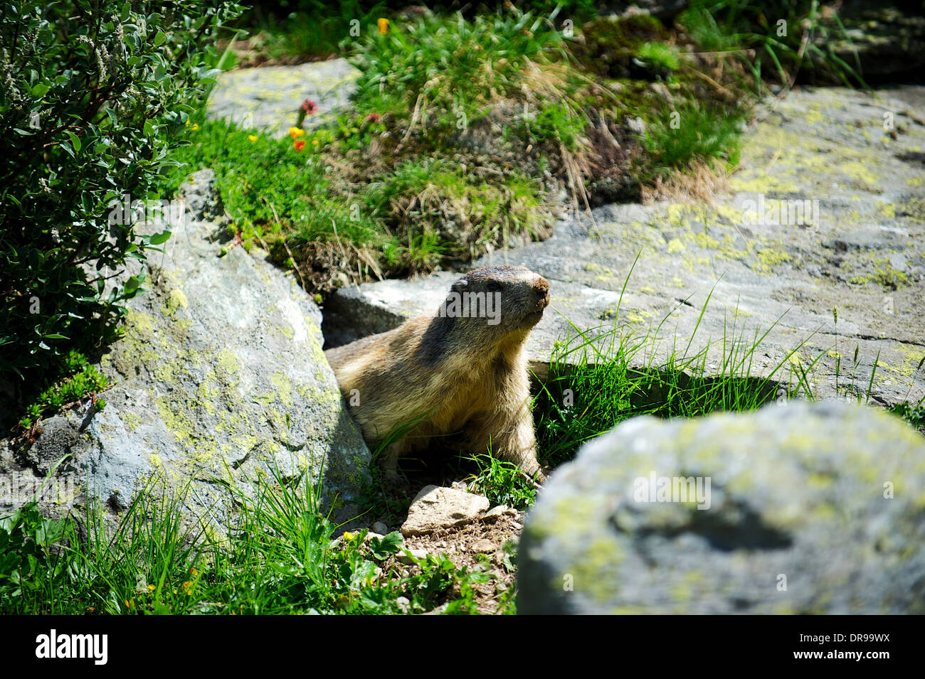 Groundhog italy hi-res stock photography and images - Alamy