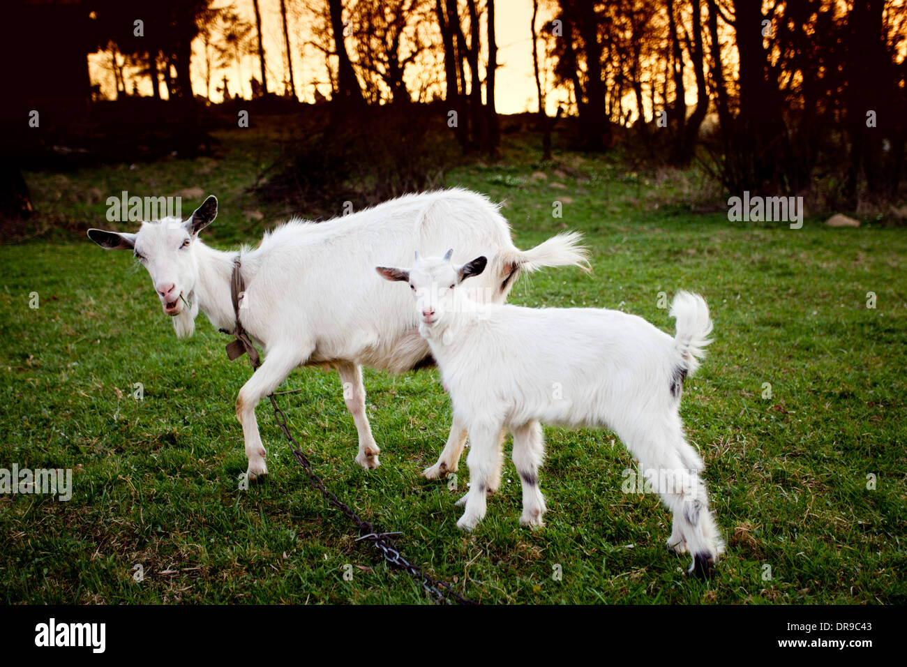 Goat on tether hi-res stock photography and images - Alamy