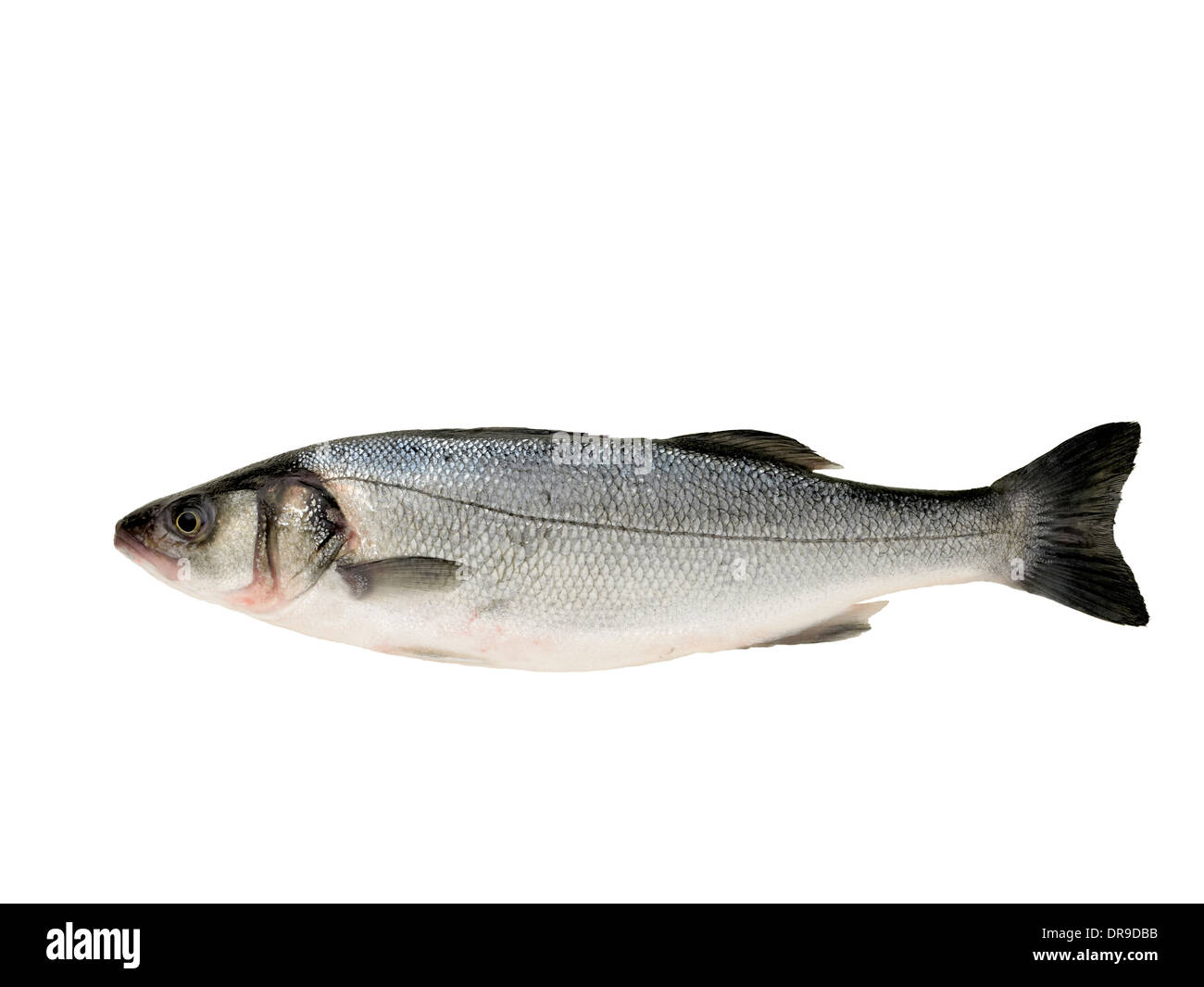 Sea bass fisherman Cut Out Stock Images & Pictures - Alamy