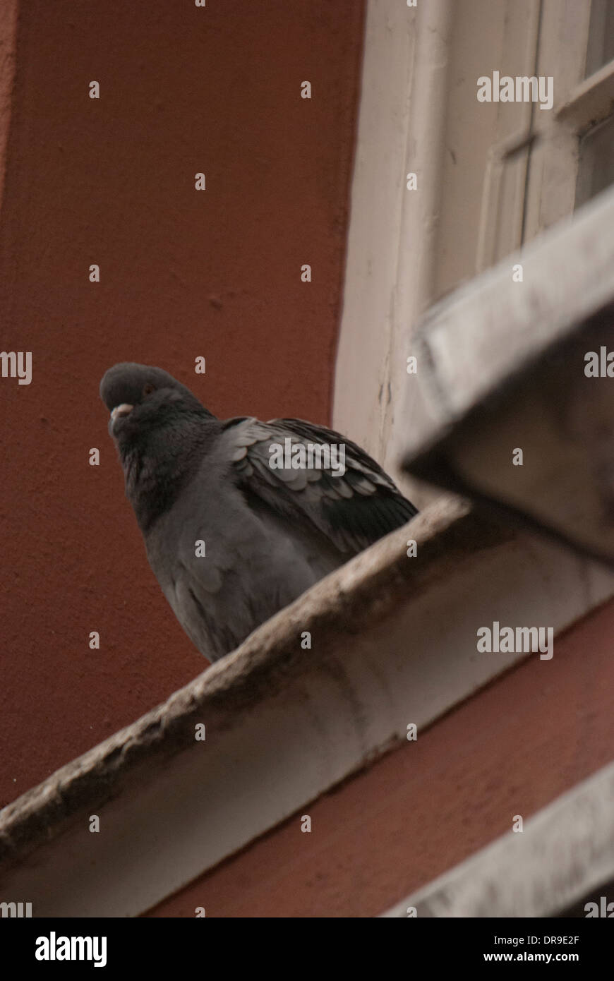 Pigeon (Collumbia livia) preening/ cleaning itself on a victorian ...