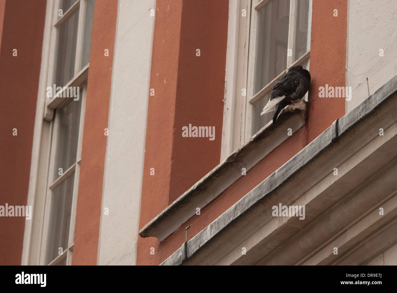Pigeon sitting precariously on a window ledge in central London on a ...