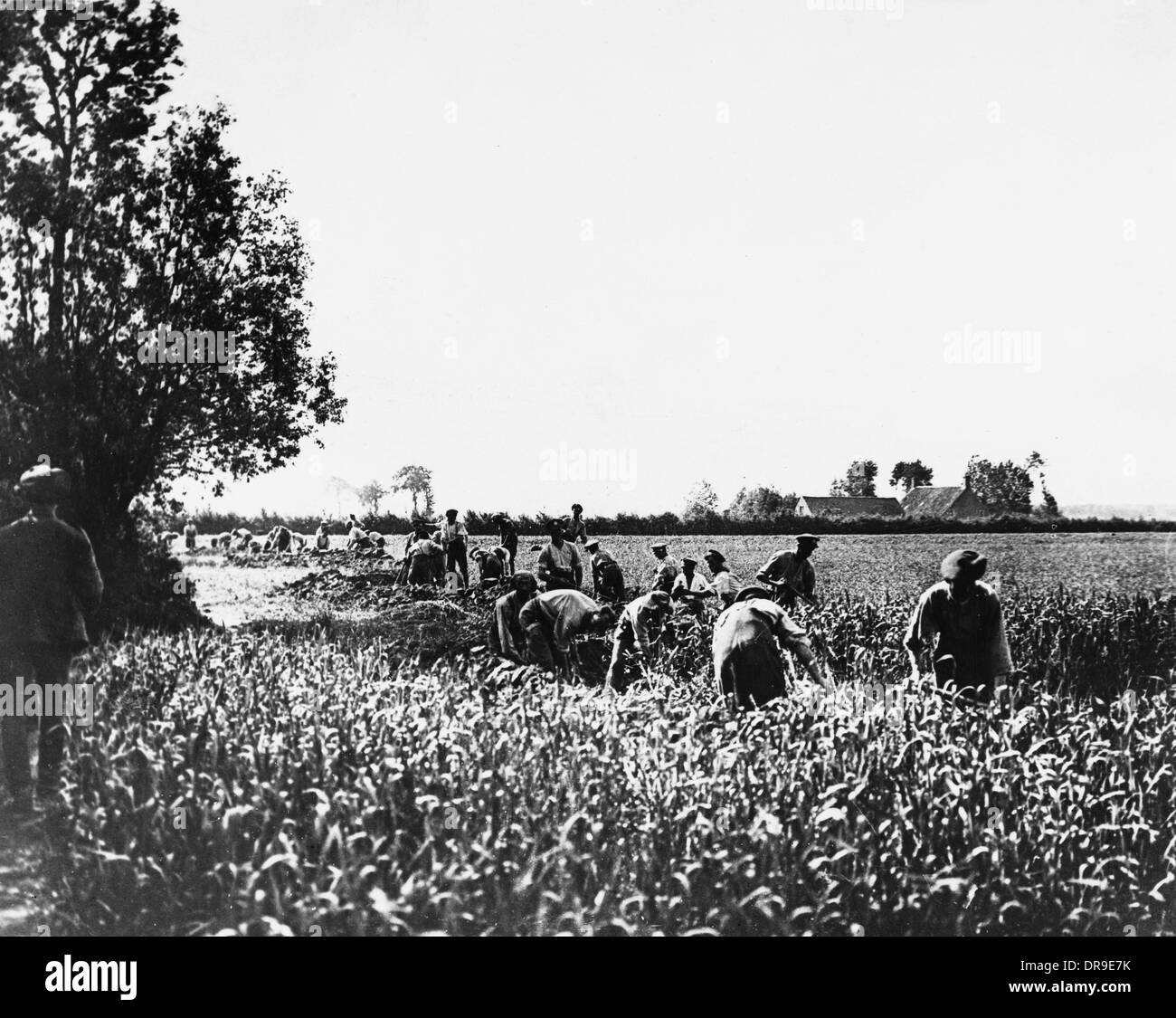 Soldiers digging trenches world war hi-res stock photography and images ...