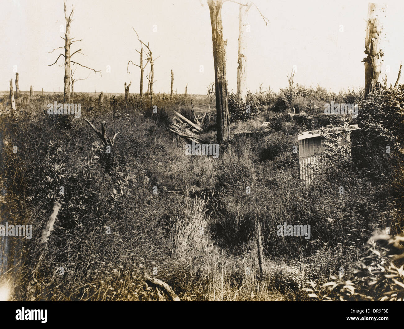 War on nature hi-res stock photography and images - Alamy