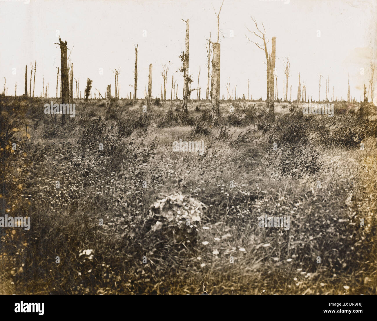 War and nature hi-res stock photography and images - Alamy