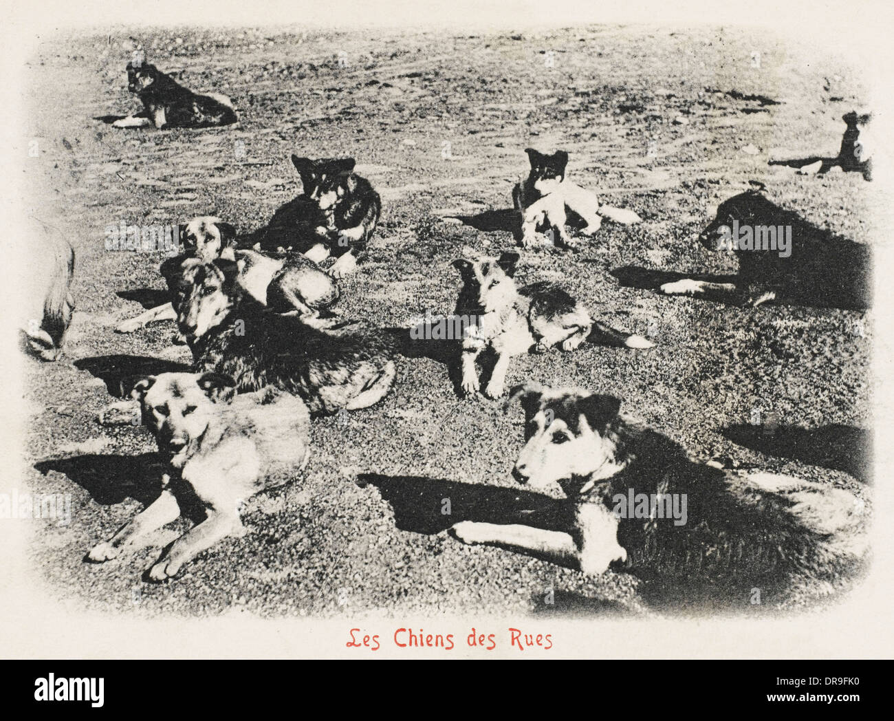Street Dogs - Constantinople, Turkey Stock Photo - Alamy