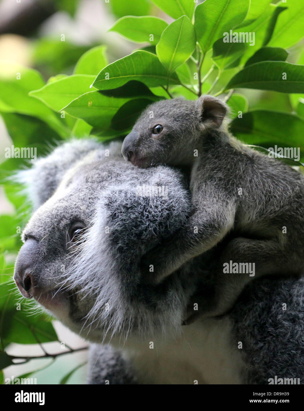 Duisburg, Germany. 22nd Jan, 2014. The around six-month-old still ...