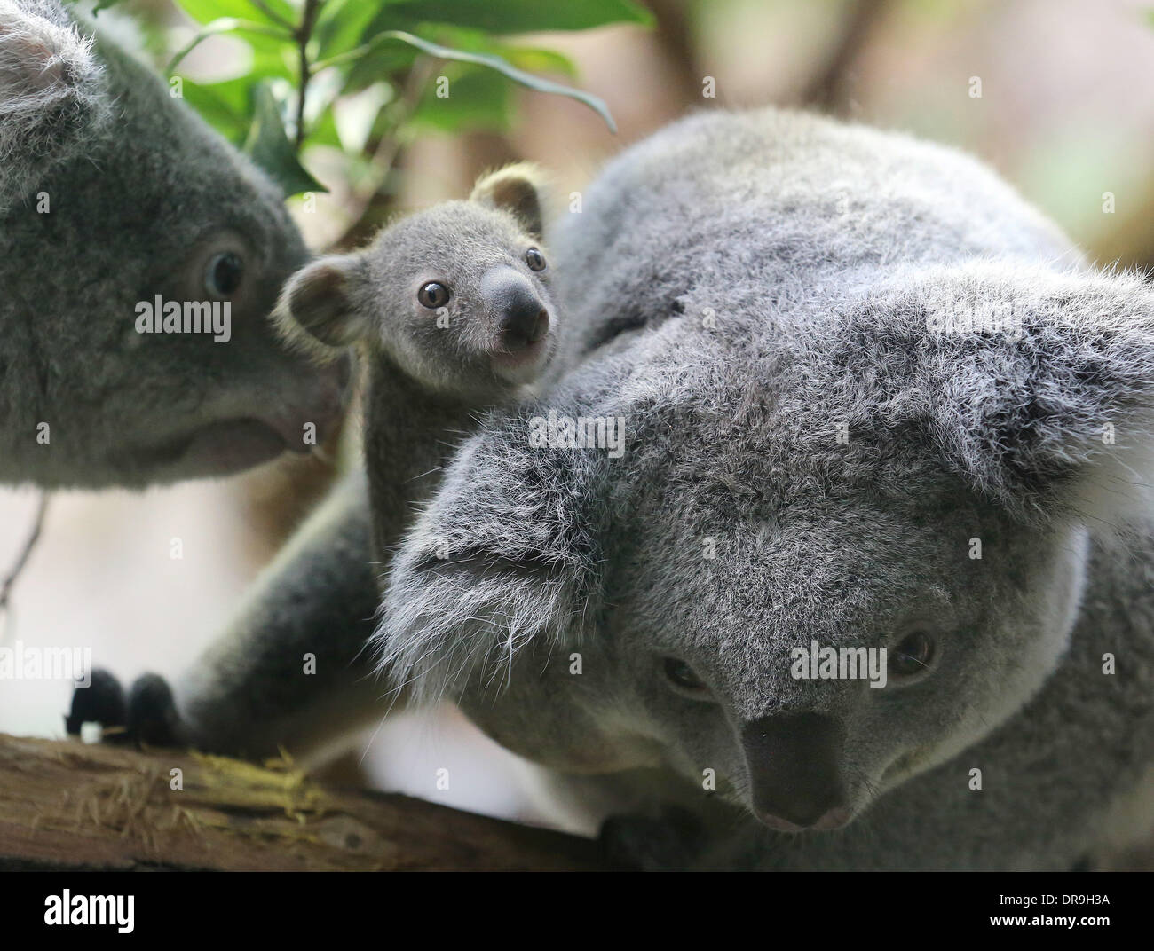 Duisburg, Germany. 22nd Jan, 2014. The around six-month-old still ...