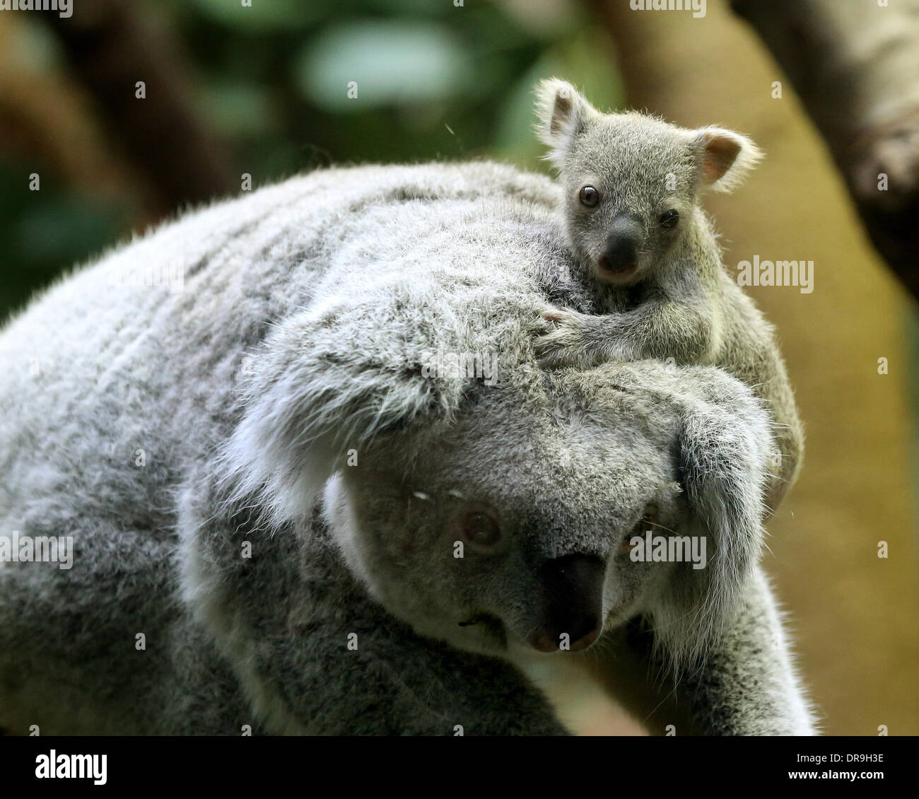 Duisburg, Germany. 22nd Jan, 2014. The around six-month-old still ...