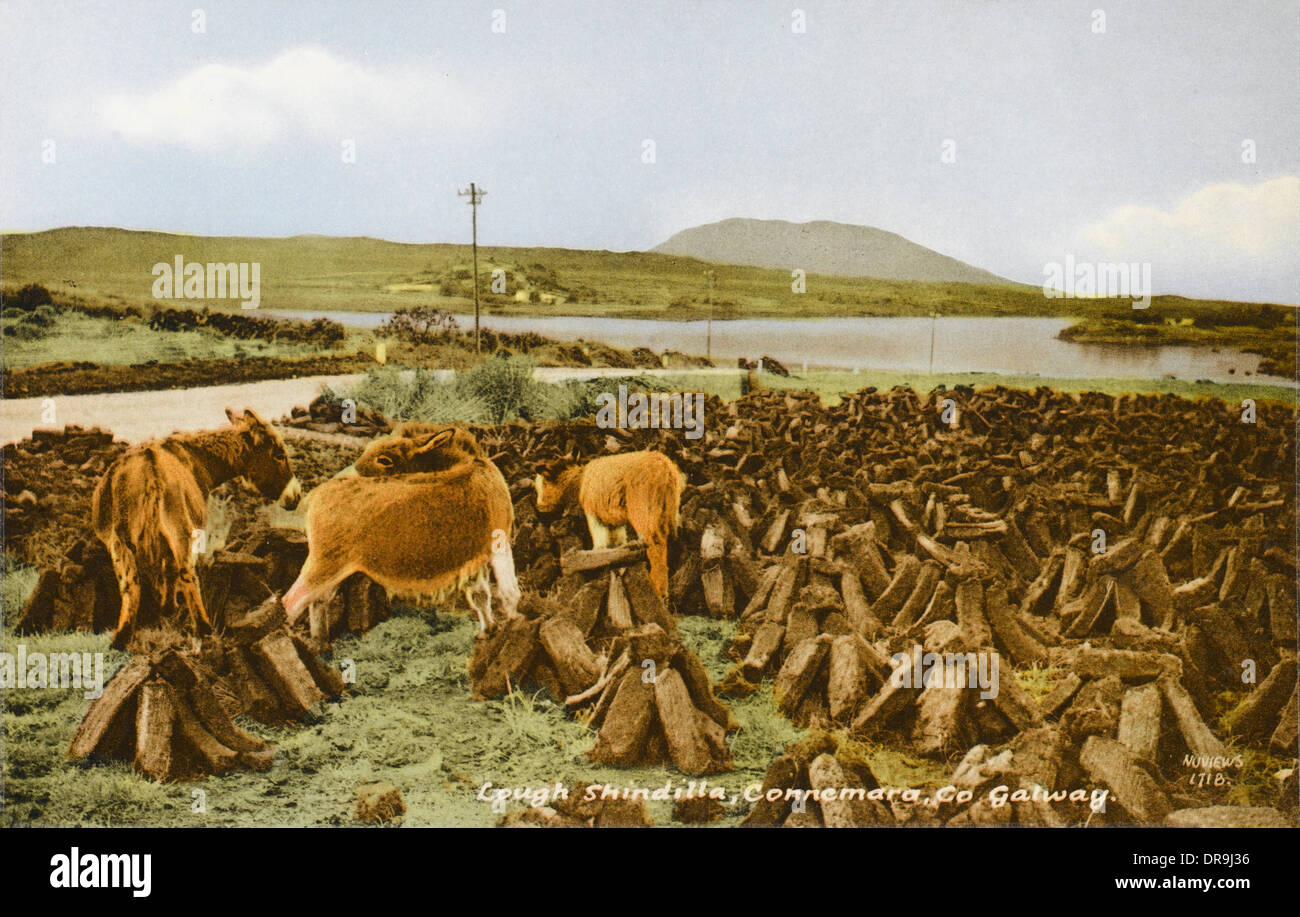 Cut turf and donkeys - Ireland Stock Photo - Alamy
