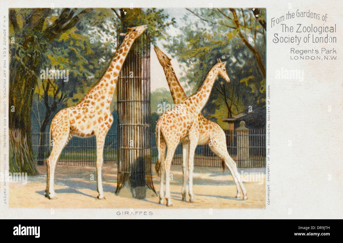 Regents zoo hi-res stock photography and images - Alamy