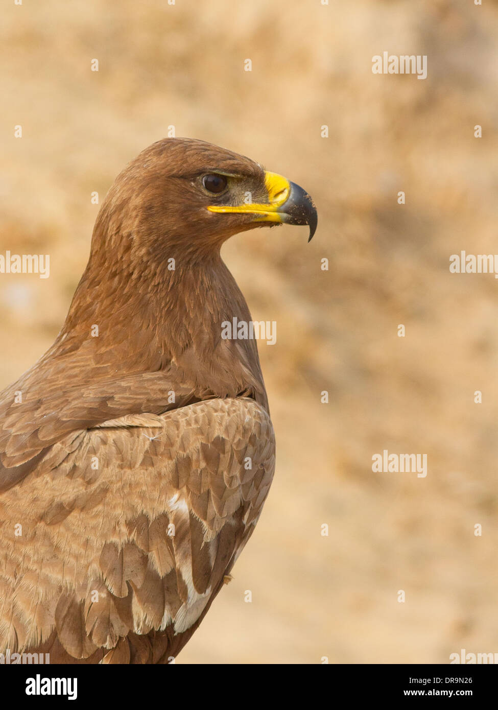 Steppe eagle rajasthan hi-res stock photography and images - Alamy