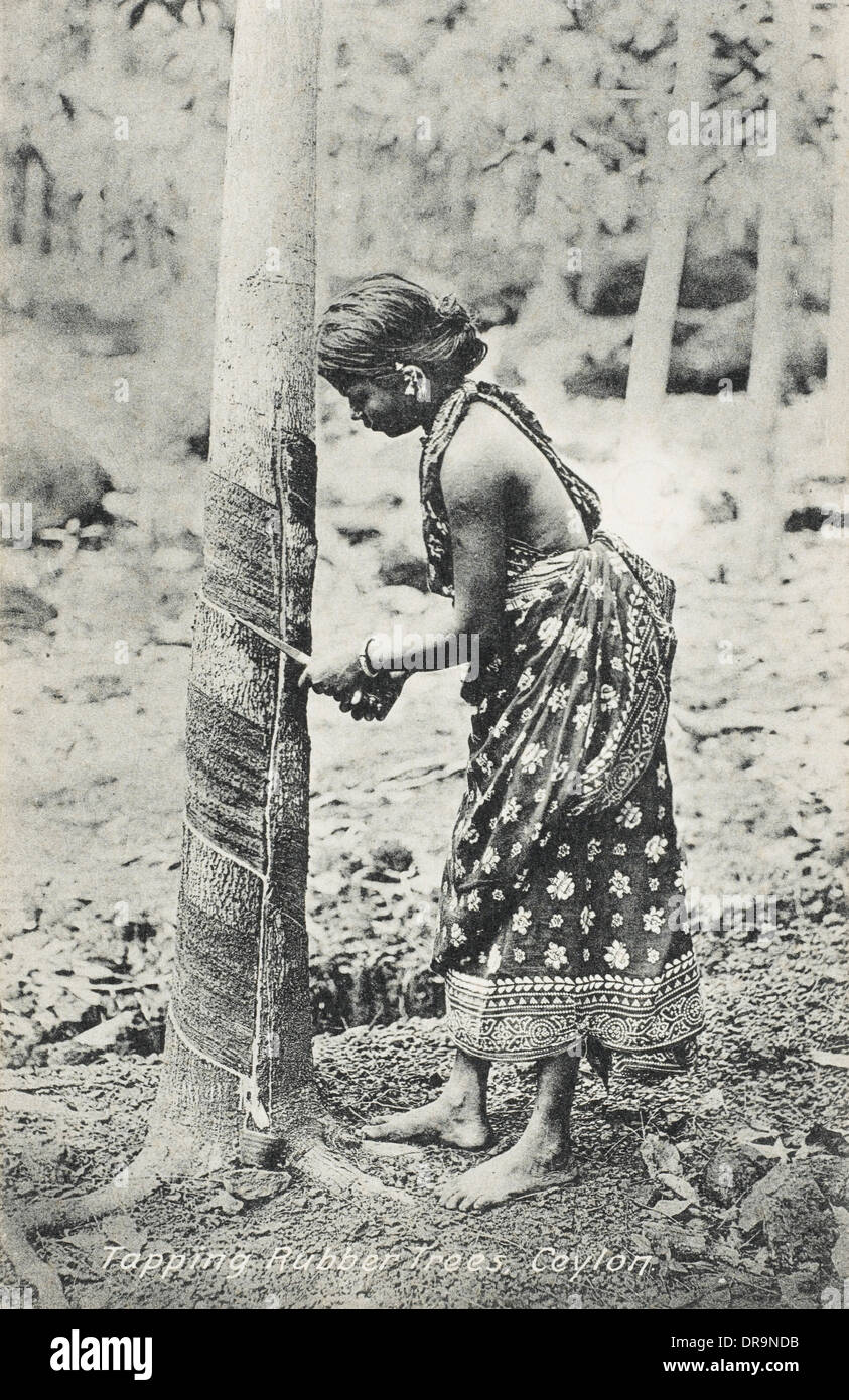 Rubber tapping sri lanka hi-res stock photography and images - Alamy