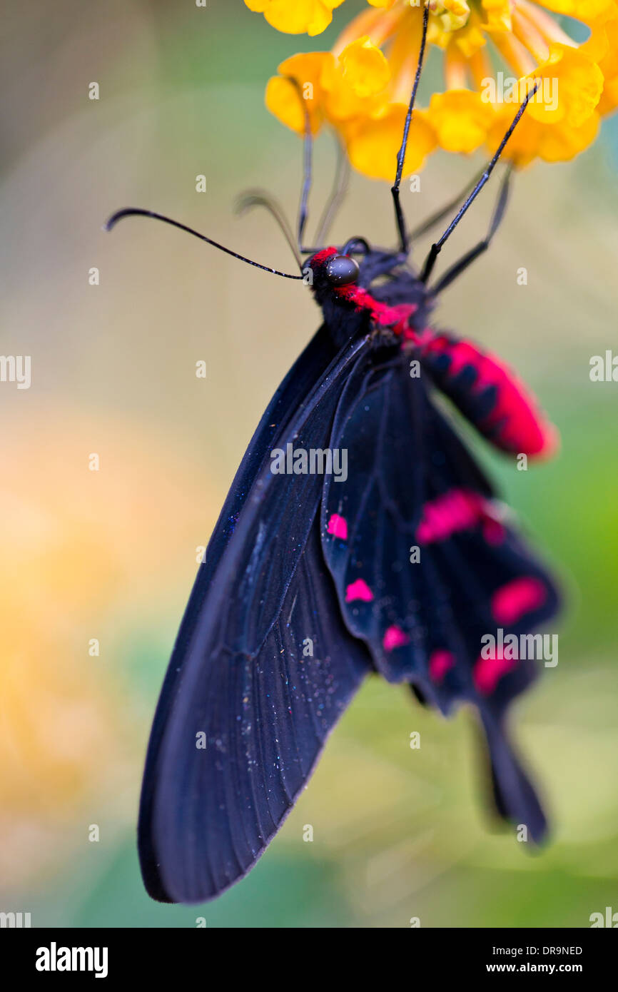 Pink Rose Butterfly Stock Photo - Alamy