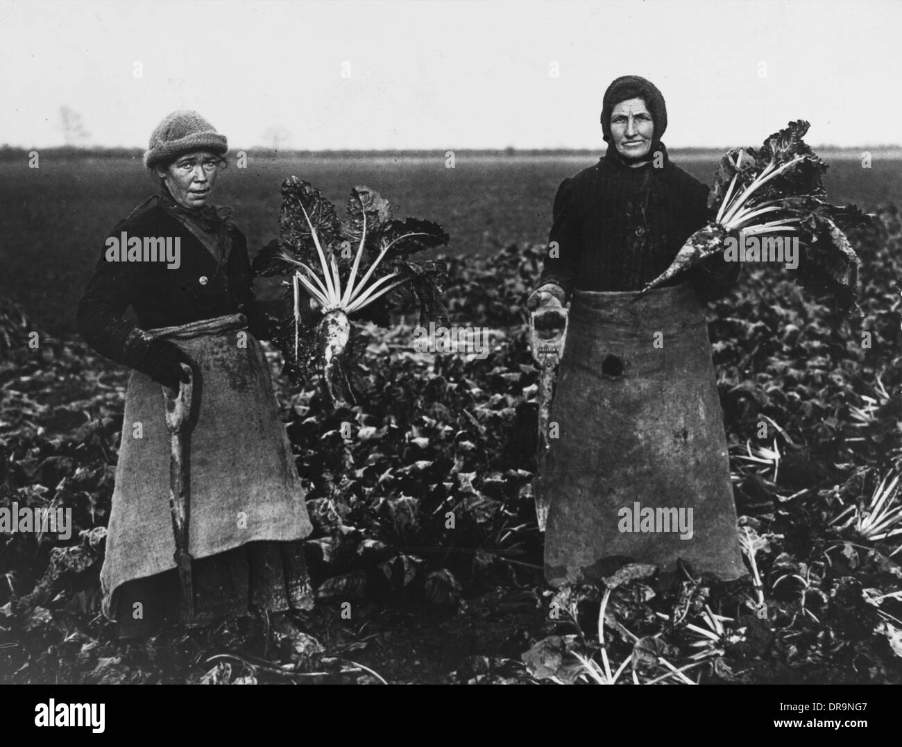 Beet pulling, World War I Stock Photo - Alamy
