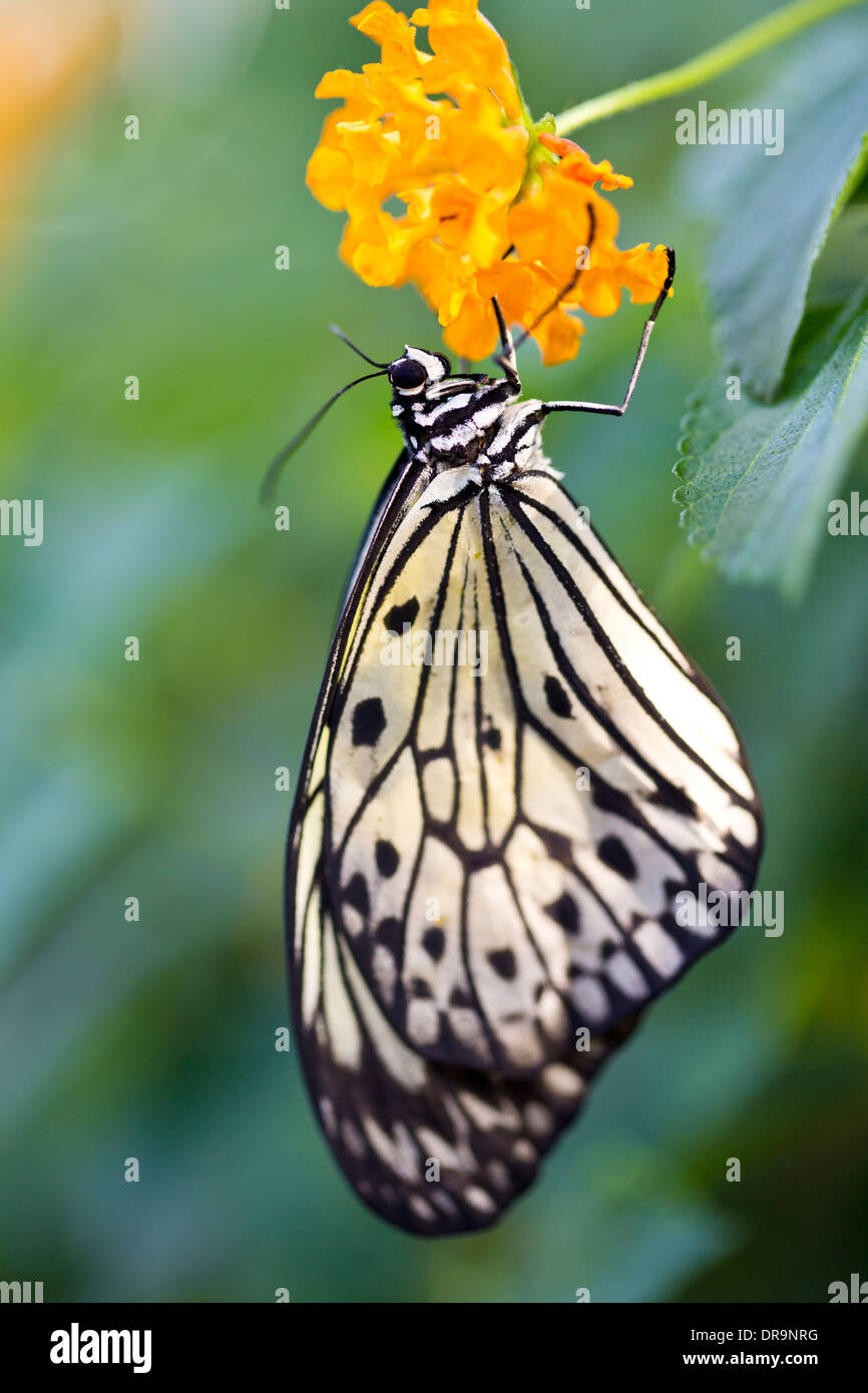 Tree Nymph Butterfly Stock Photo - Alamy
